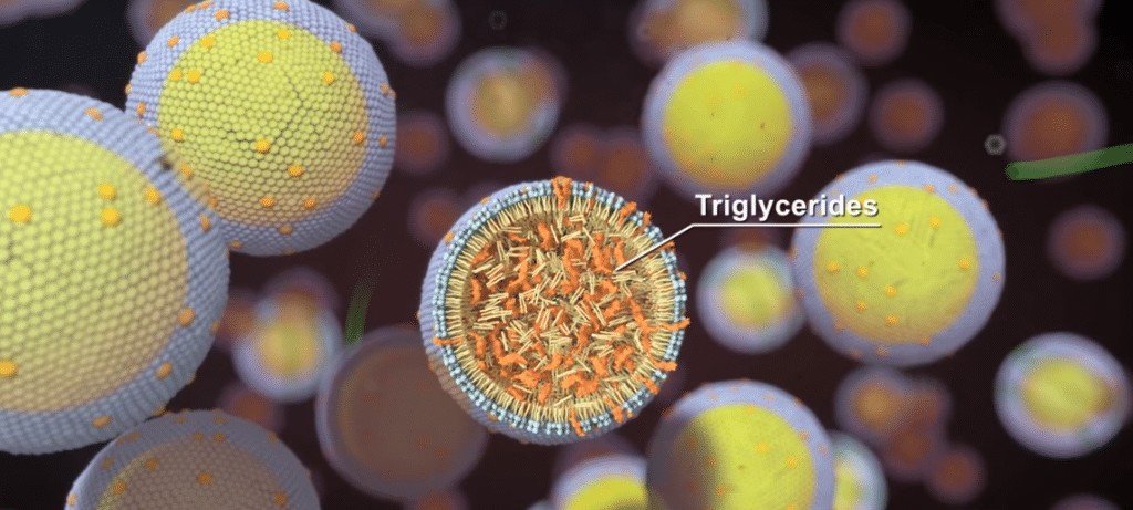Trigliserid Nedir? Trigliserid Nasıl Düşürülür? Trigliserid Yüksekliği ...