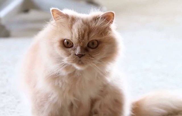 İran Kedisi Fiyatı 2024 Özellikleri Karakteri Eğitimi Bakımı ve Ömrü ...